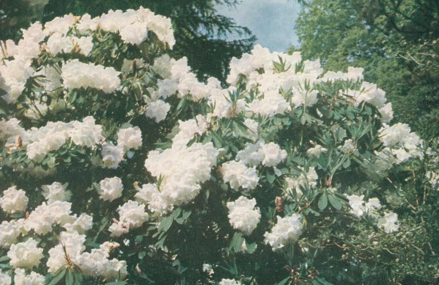 History of Leonardslee Lakes and Gardens | Leonardslee Gardens