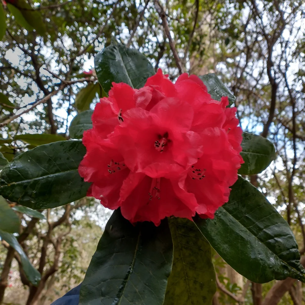 Leonardslee National Collection | Leonardslee Gardens