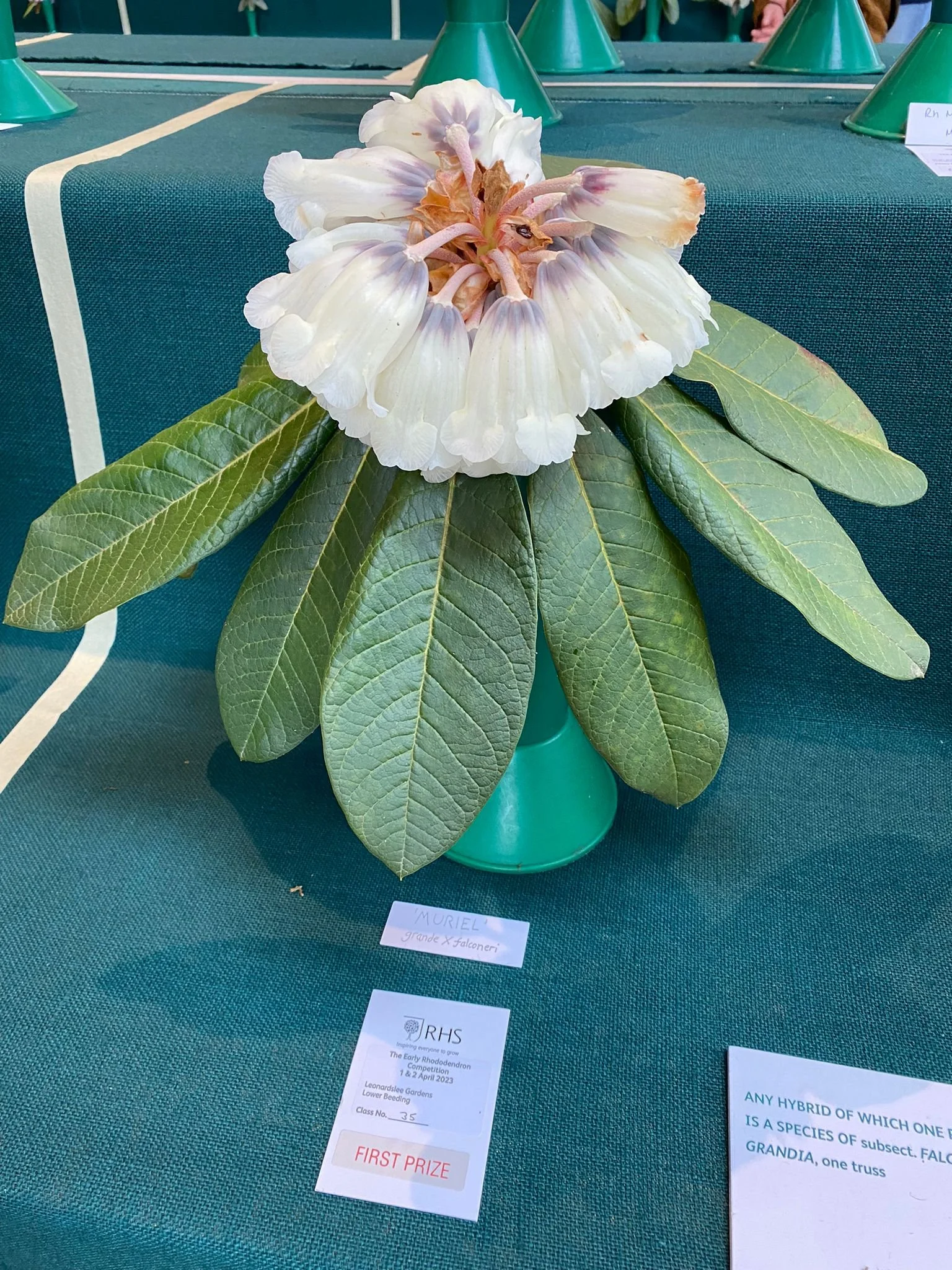 Leonardslee Rhododendrons Triumph at RHS Wisley Spring Show ...