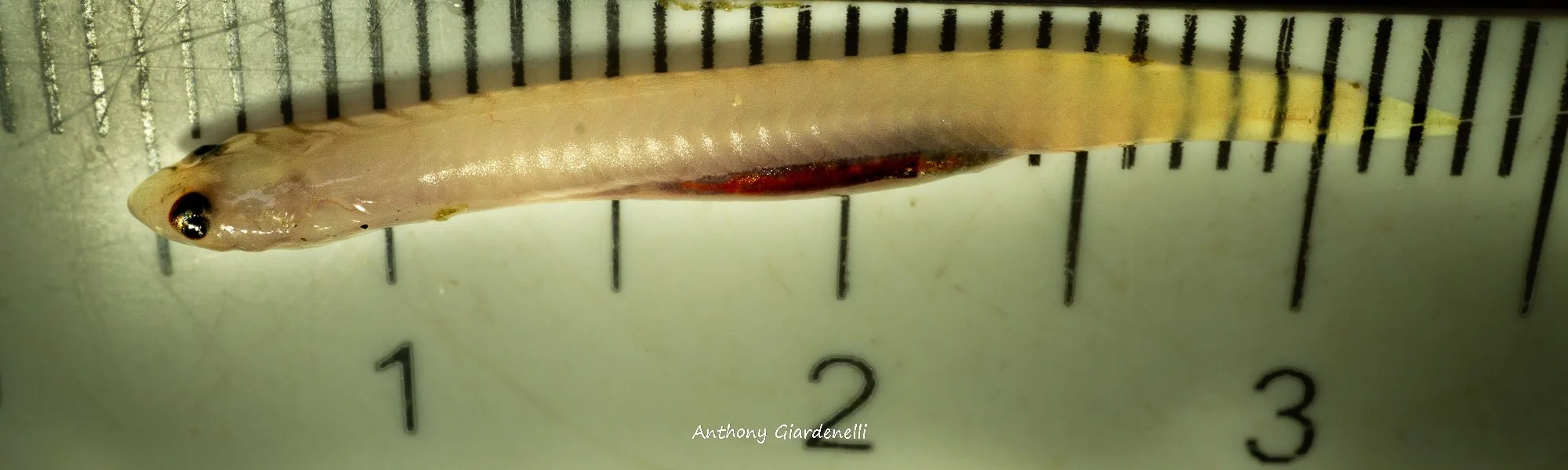 Dangerous candiru penis fish from the Amazon and how to avoid it ...