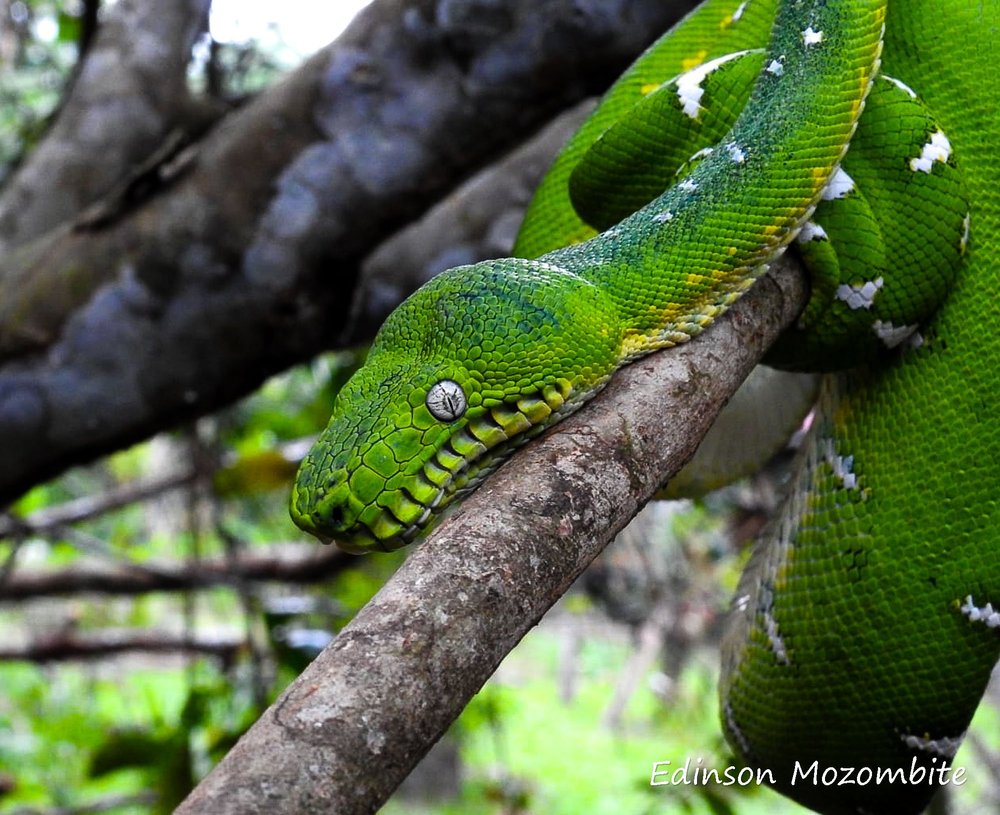 Programs for Herpetology enthusiasts - Otorongo Expeditions Amazon ...