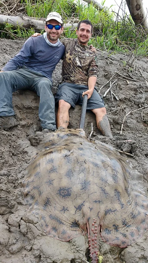 Tips for catching freshwater stingray on the Amazon In Peru - Otorongo ...