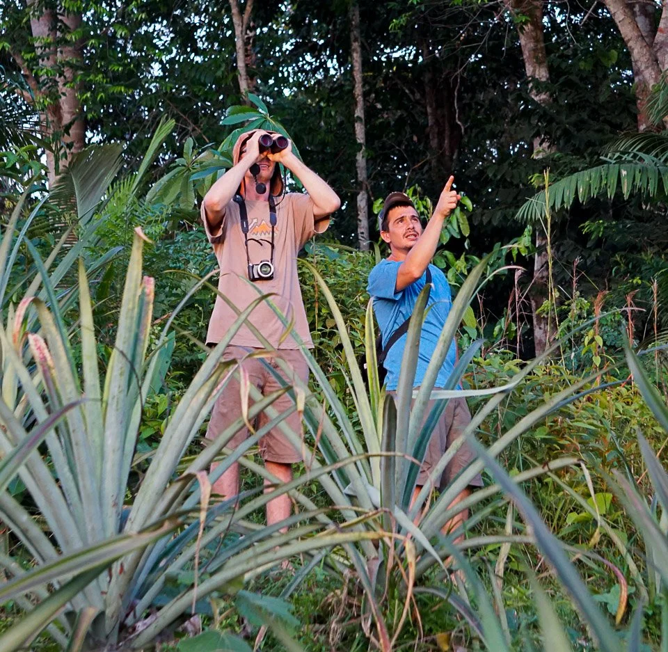 Birdwatching with pro guides in the Amazon Rainforest of Peru ...