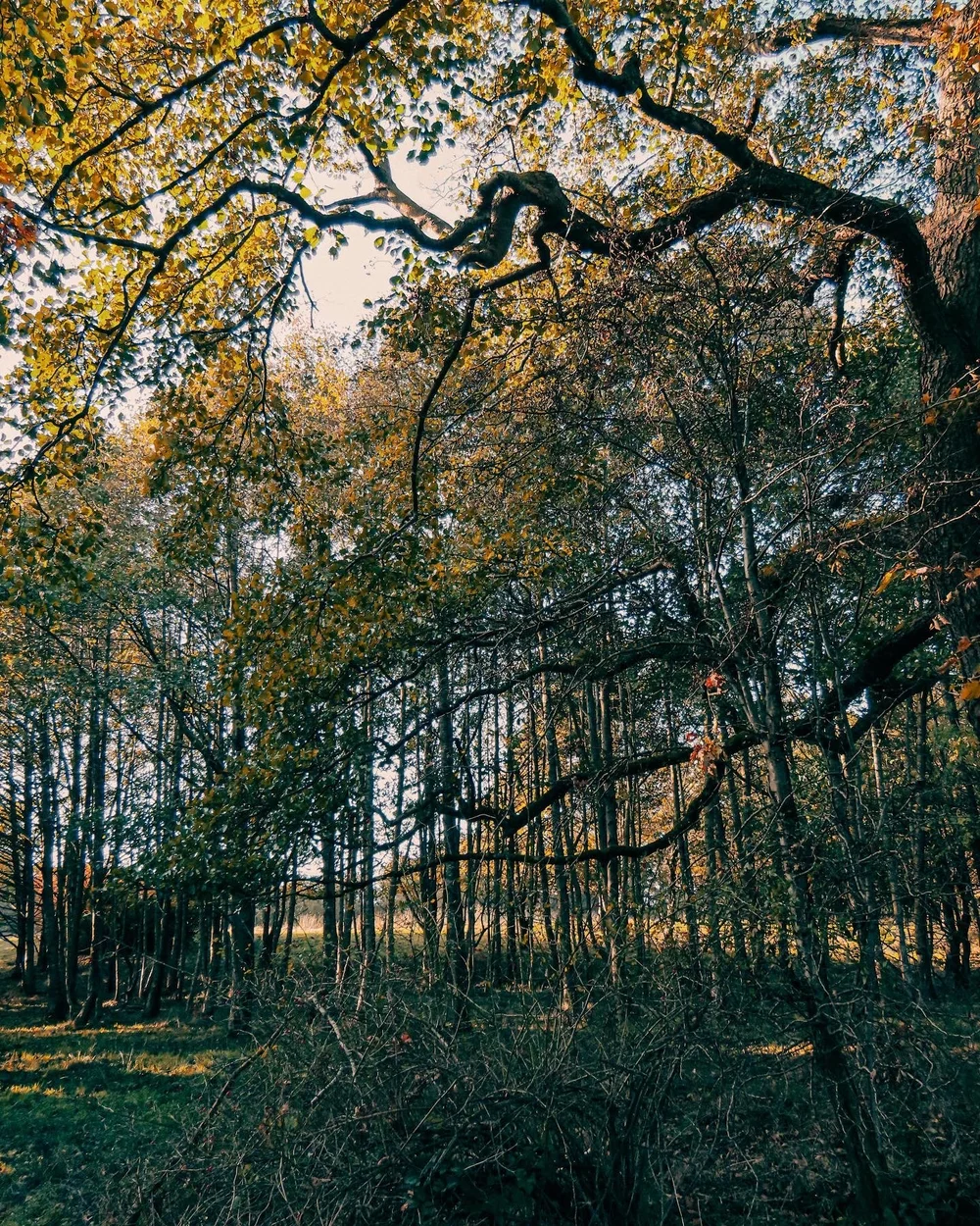 COMBS RESERVOIR AND ECCLES PIKE WALK — Getlost with Gab 🌿