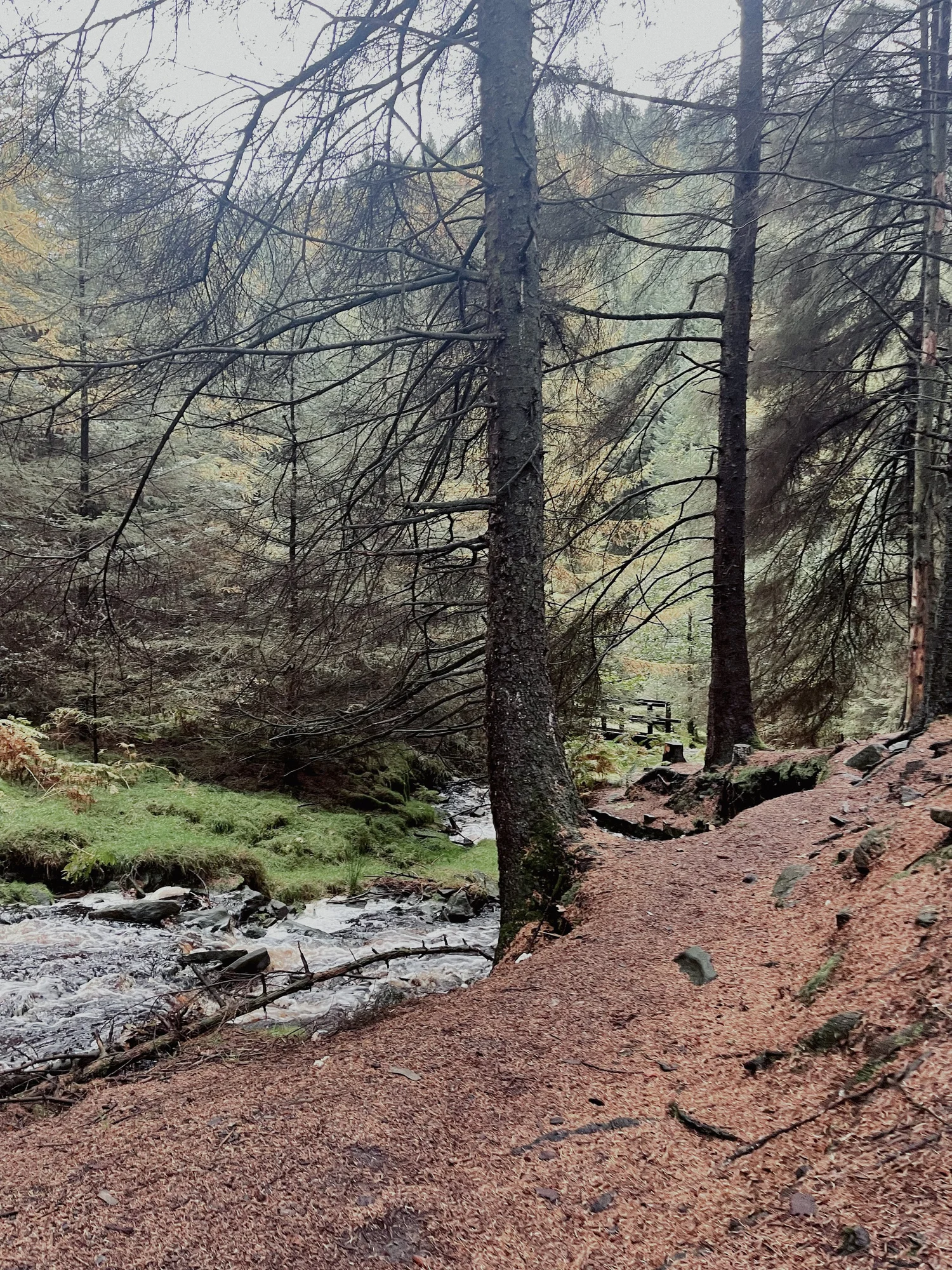 SNAKE WOODLANDS LOOP — Getlost with Gab 🌿