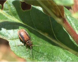 Purple Loosestrife Beetle
