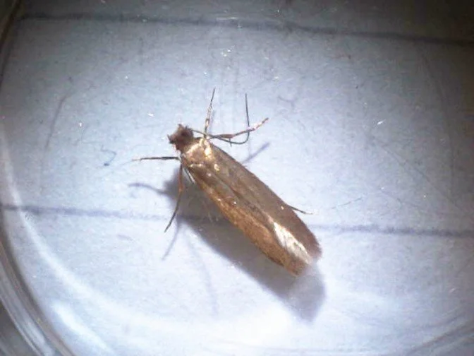 Integrated Pest Management (IPM) for paper archives — Archives ...