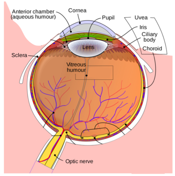 IMMUNE PRIVILEGE: THE EYES HAVE IT — The Dish on Science