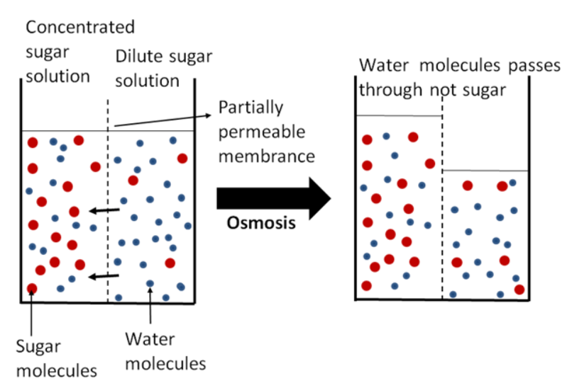 HOW PURE IS YOUR WATER: THE NOT-SO-SECRET RECIPE FOR THE BEST-TASTING ...