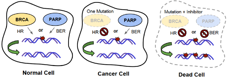 SYNTHETIC LETHALITY: A NEW ANGLE FOR CANCER THERAPY — The Dish on Science