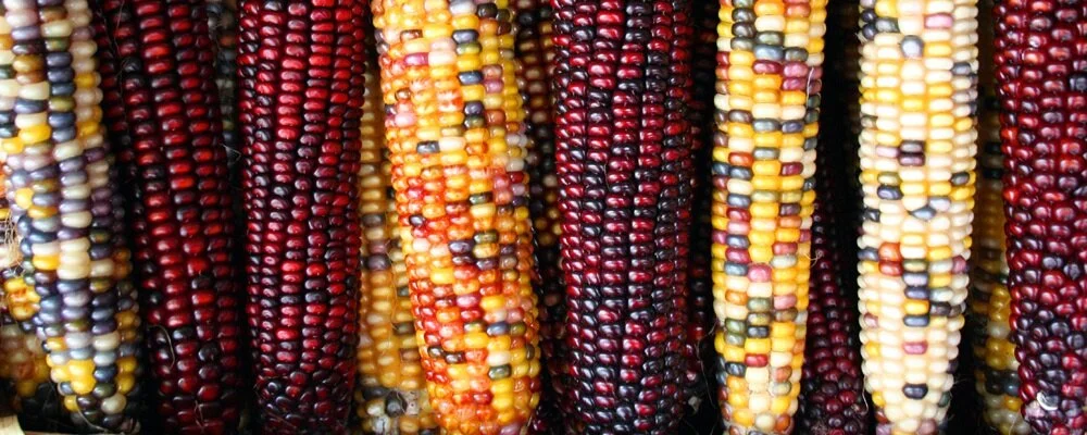 GENETICALLY MODIFIED FOOD AND YOU! — The Dish on Science