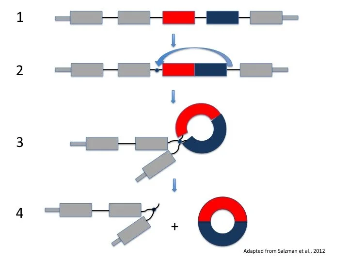 CIRCULAR RNAS…WHAT GOES AROUND, COMES AROUND — The Dish on Science