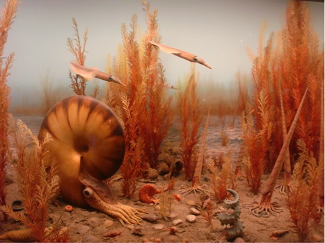 AN ANCIENT SQUID WITH MODERN IDEAS — The Dish on Science