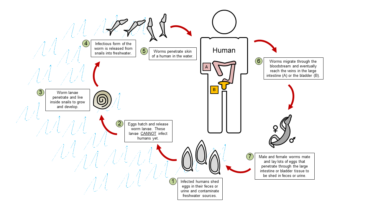 SNAILS FOR LUNCH: HOW RIVER PRAWNS CAN REDUCE TRANSMISSION OF A WORM ...