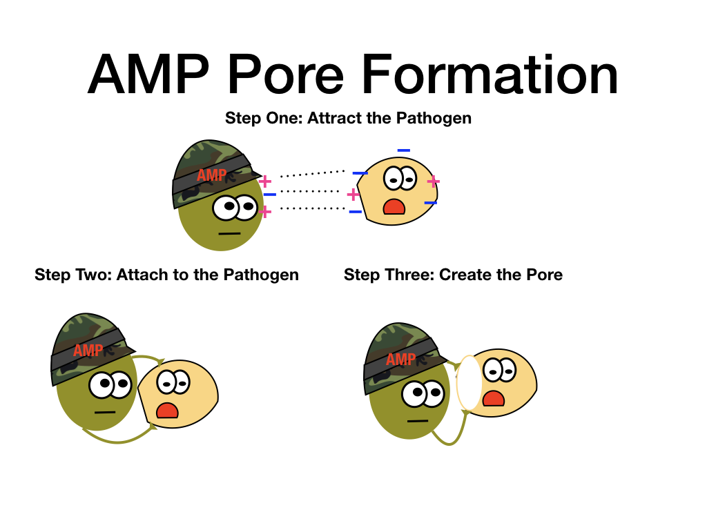 ANTIMICROBIAL PEPTIDES: YOUR BODY'S HOMELAND SECURITY — The Dish on Science
