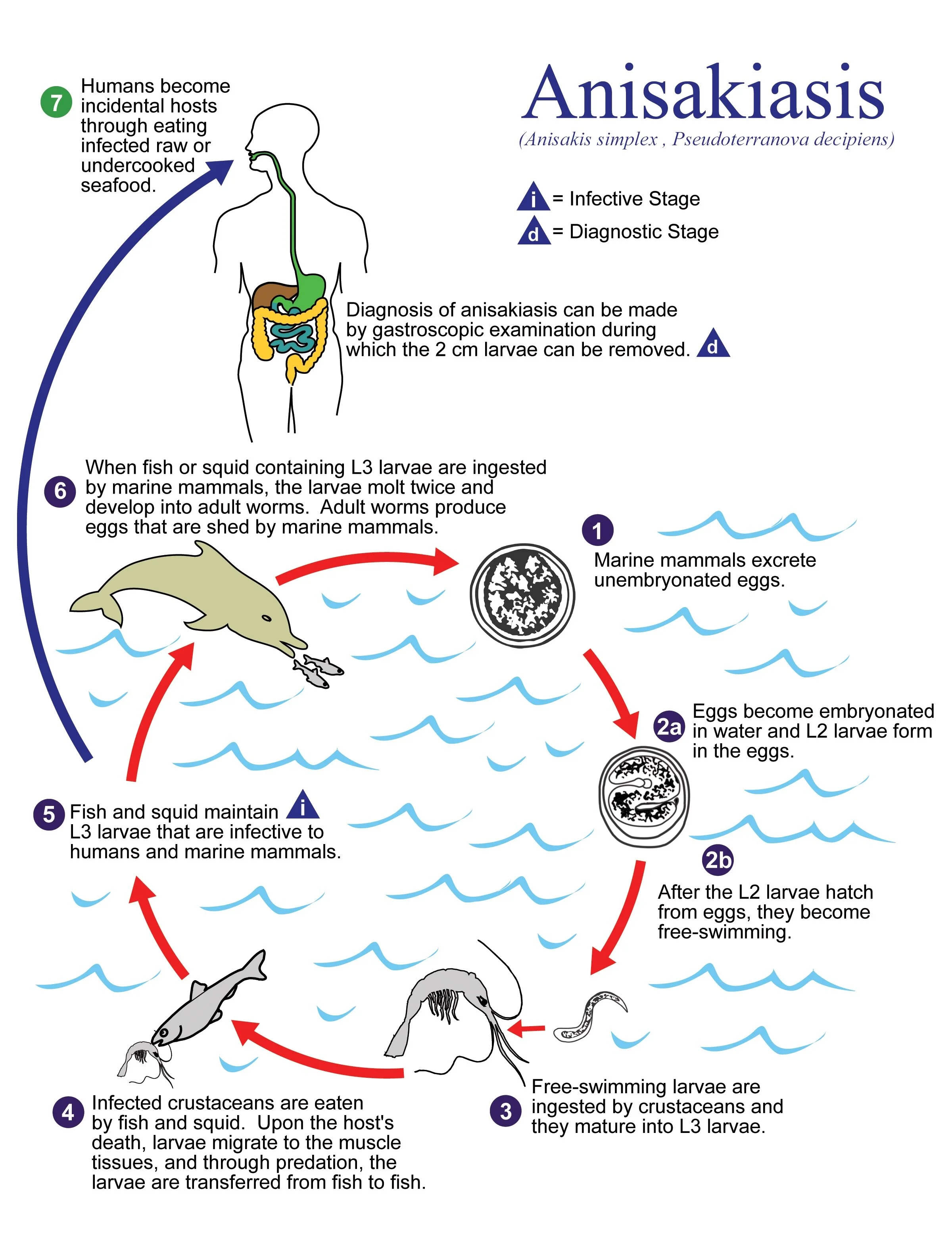 TURNING UP THE HEAT ON OCEAN PARASITES: SINK OR SWIM? — The Dish on Science