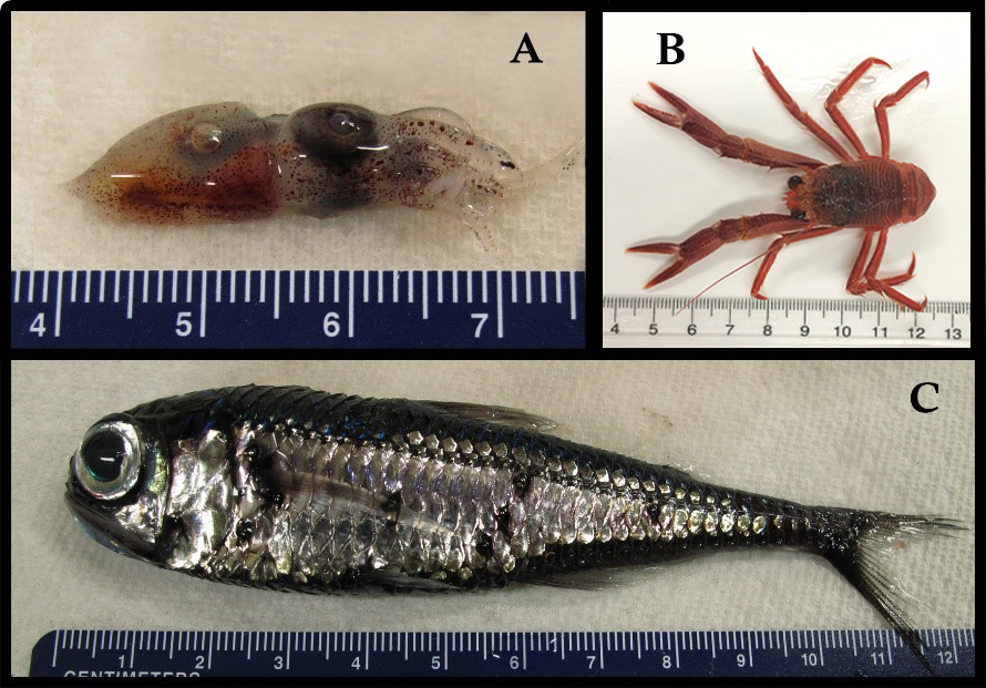TINY FINS MAKING A BIG SPLASH — The Dish on Science