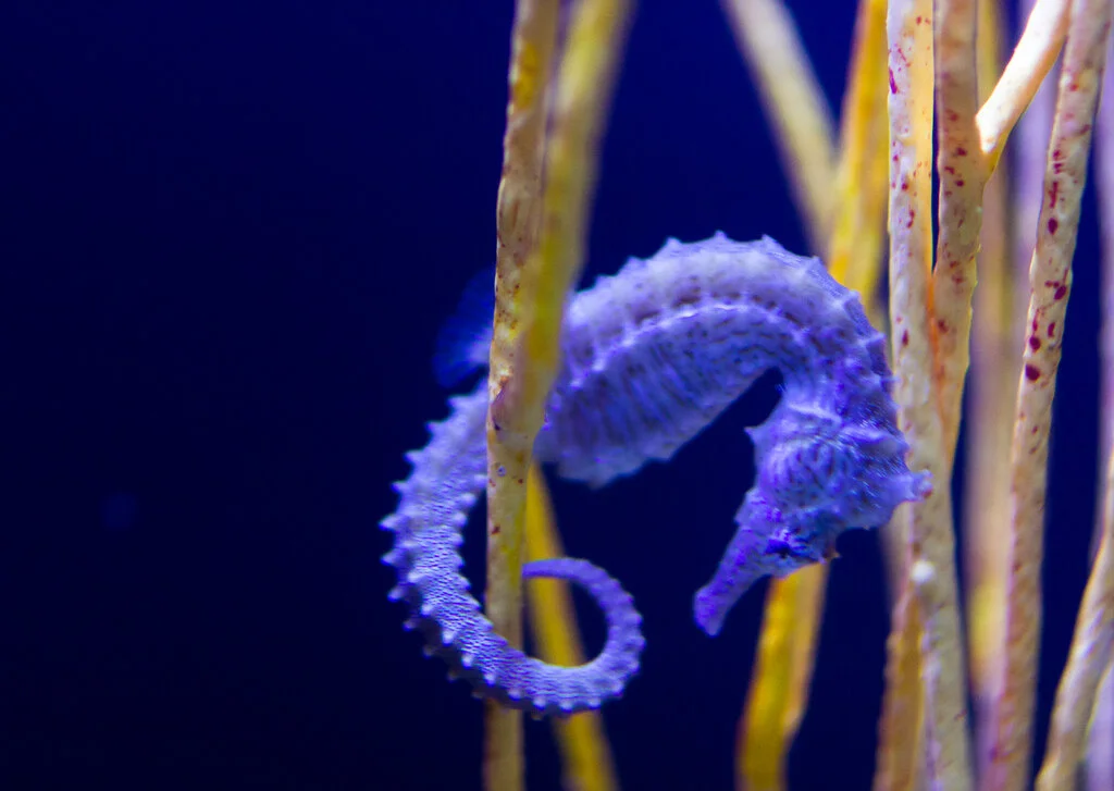 THE STRANGE SEAHORSE TAIL — The Dish on Science