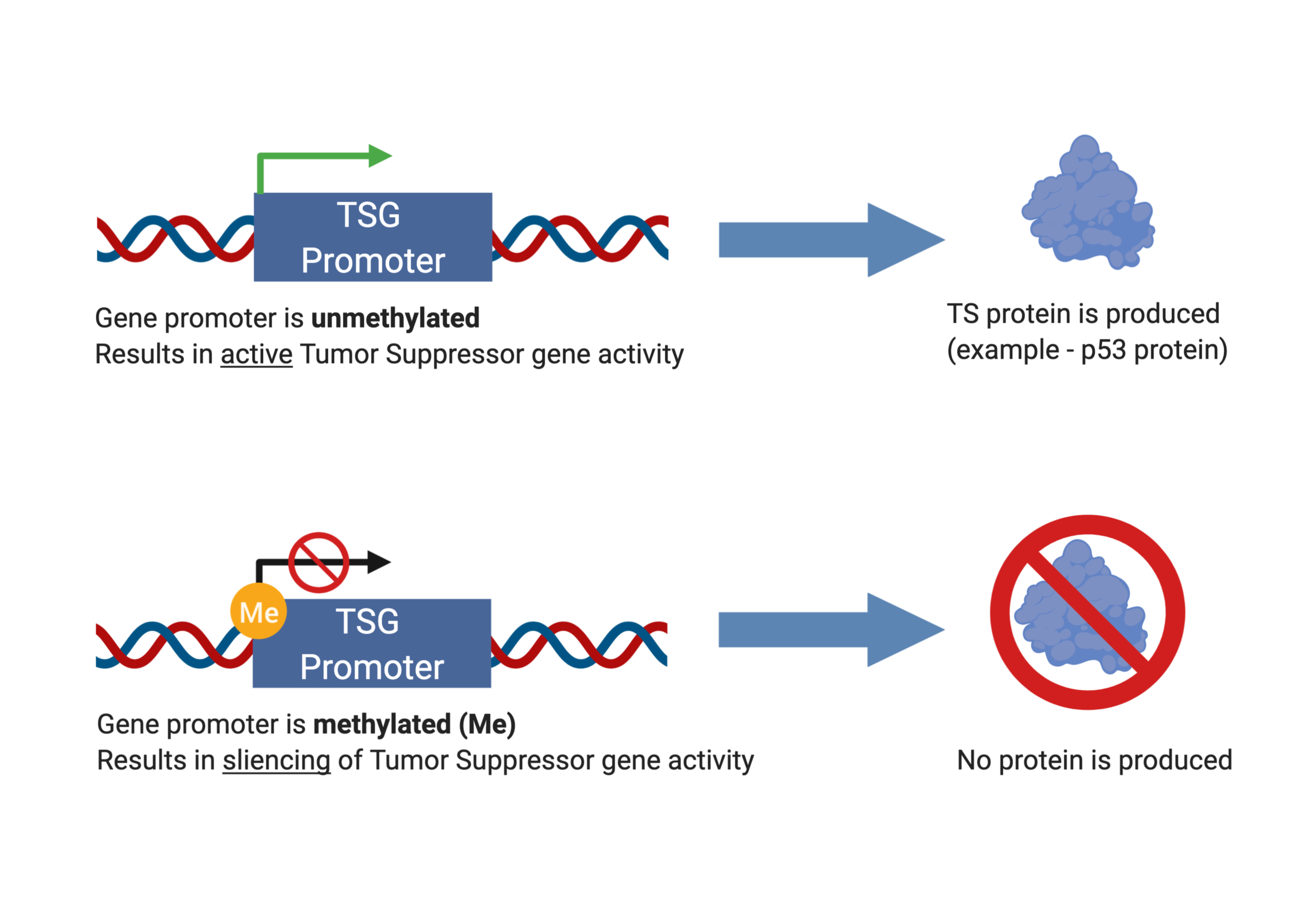 CANCER GENETICS & EPIGENETICS — The Dish on Science