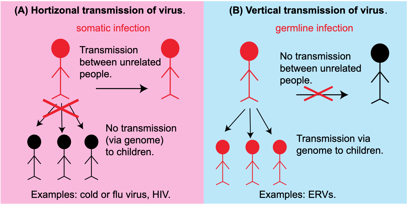 THE GHOSTS IN YOUR GENOME: HOW RETROVIRUSES INFLUENCE YOUR DEVELOPMENT ...