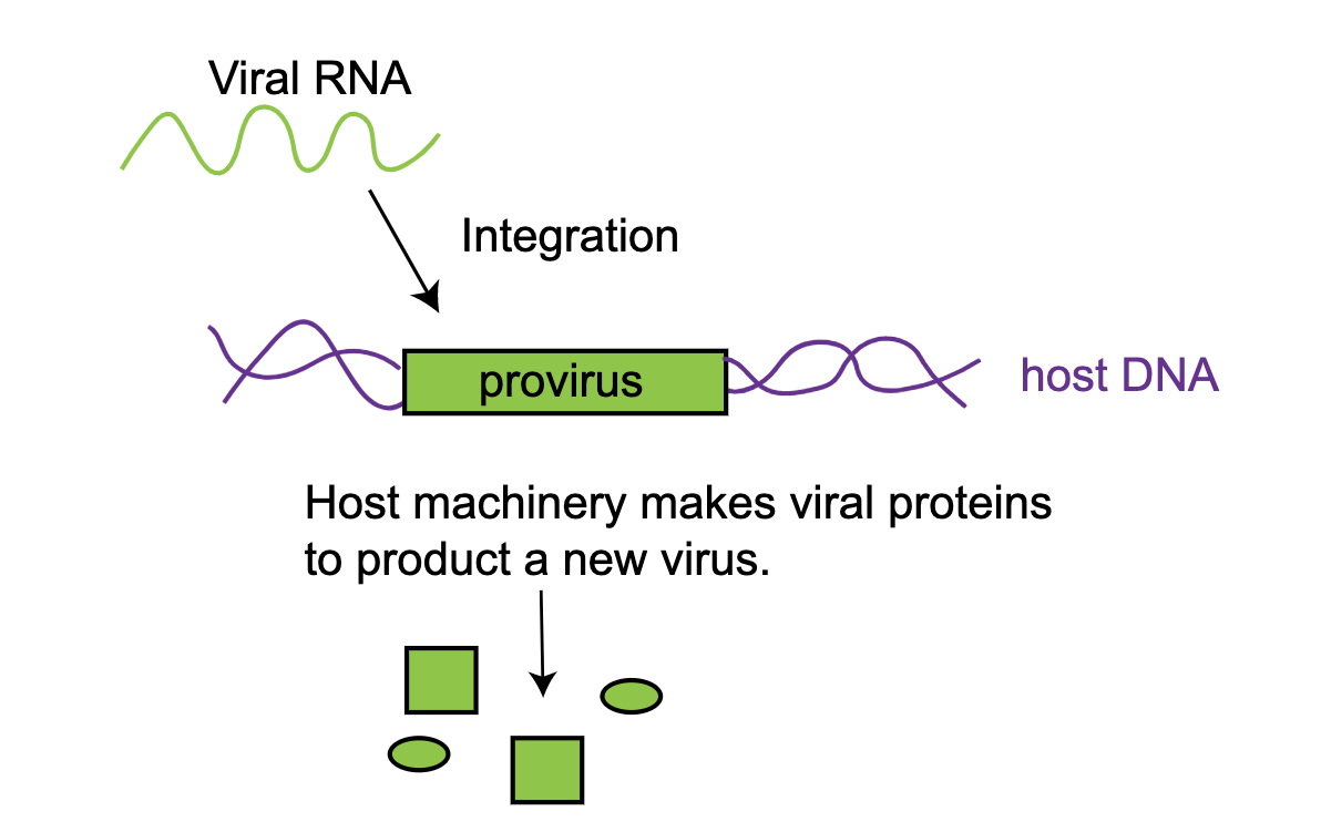 THE GHOSTS IN YOUR GENOME: HOW RETROVIRUSES INFLUENCE YOUR DEVELOPMENT ...