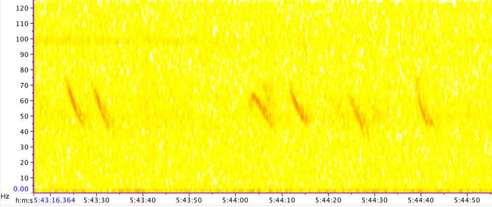 HOW HARD CAN IT BE TO FIND A WHALE? — The Dish on Science