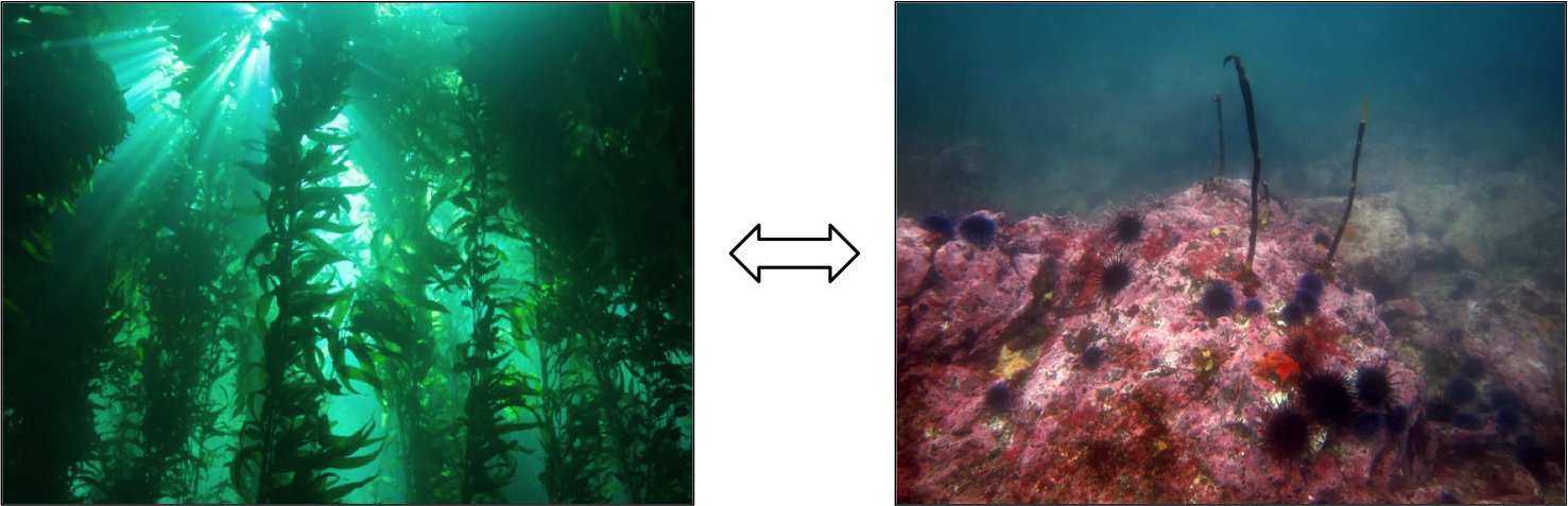 THE URCHIN’S TALE, PART 1 — The Dish on Science