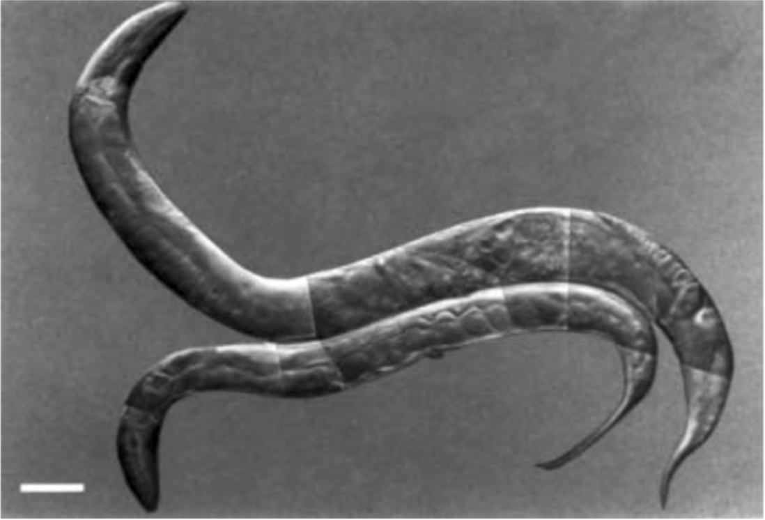 Science behind cell size: to get big, make more DNA? — The Dish on Science