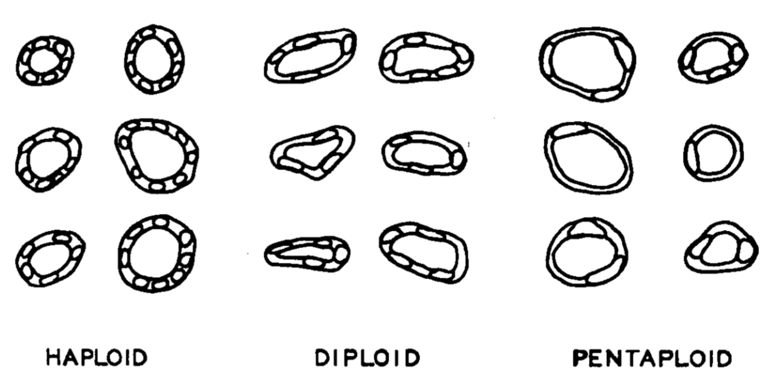 Science behind cell size: to get big, make more DNA? — The Dish on Science