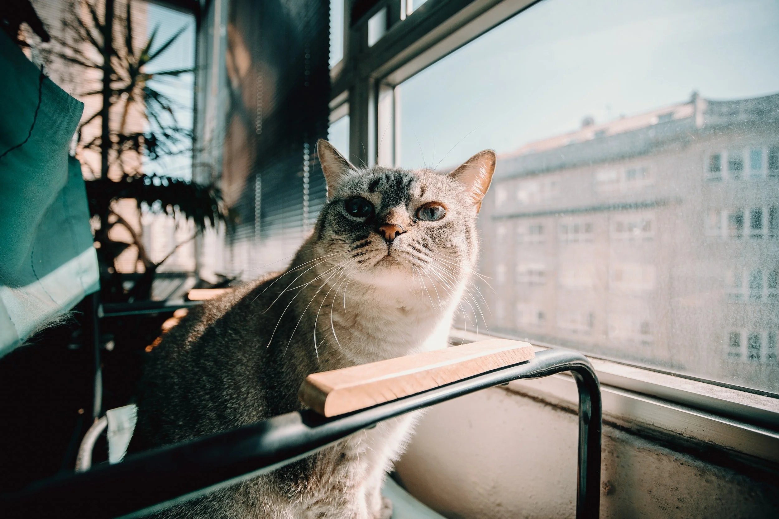 FELINE VOCALIZATION: IT’S THE CAT’S MEOW! — The Dish on Science