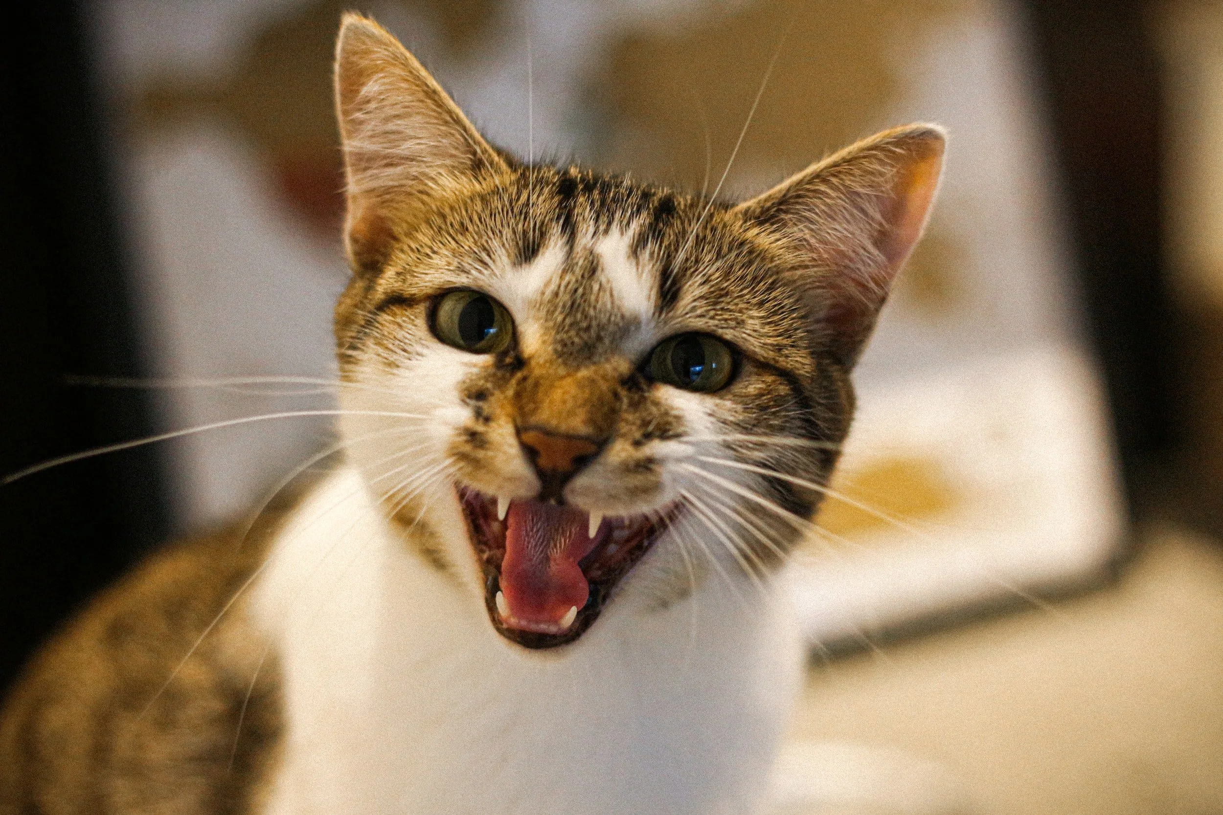 FELINE VOCALIZATION: IT’S THE CAT’S MEOW! — The Dish on Science