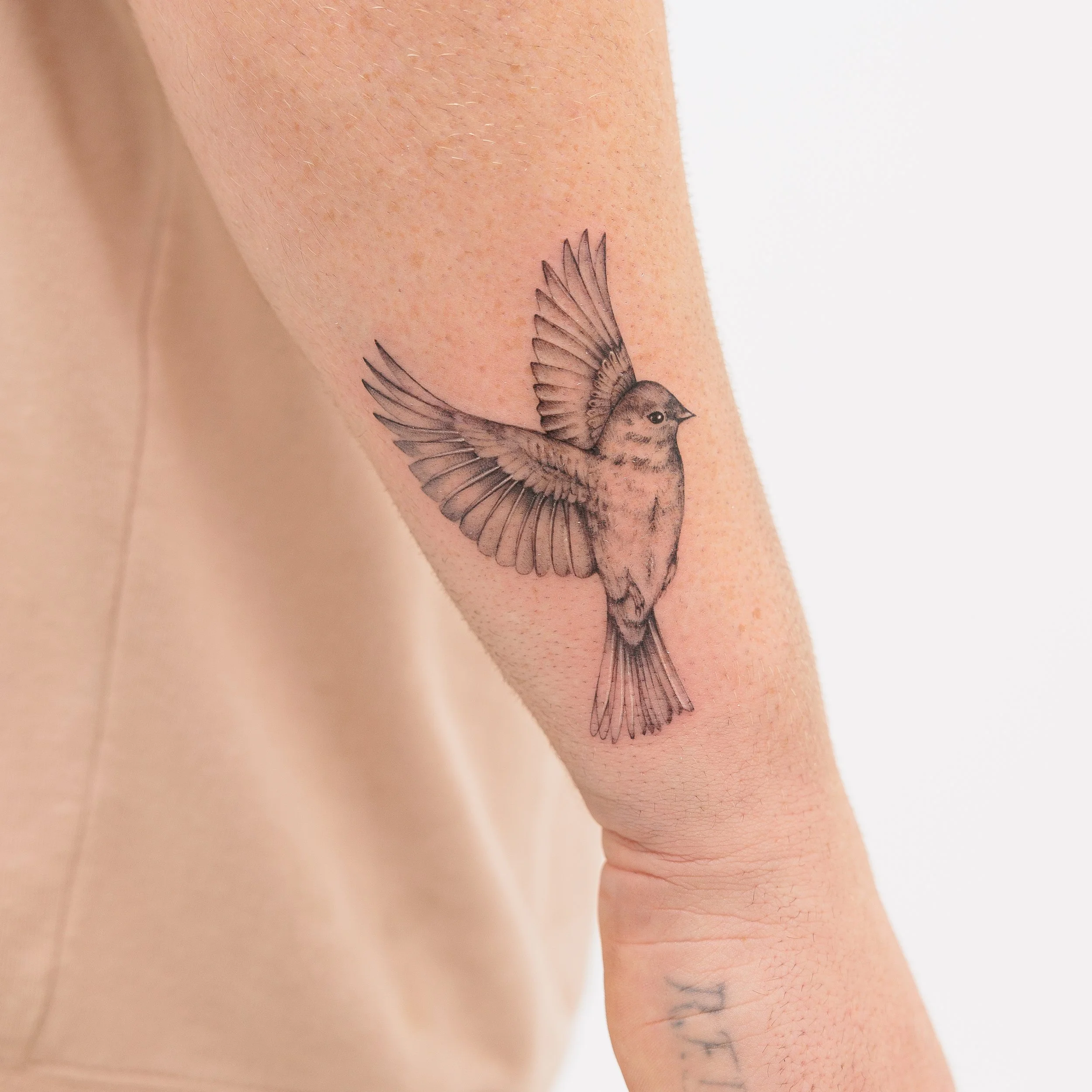 Sav. — A Q U A T I C A T A T T O O