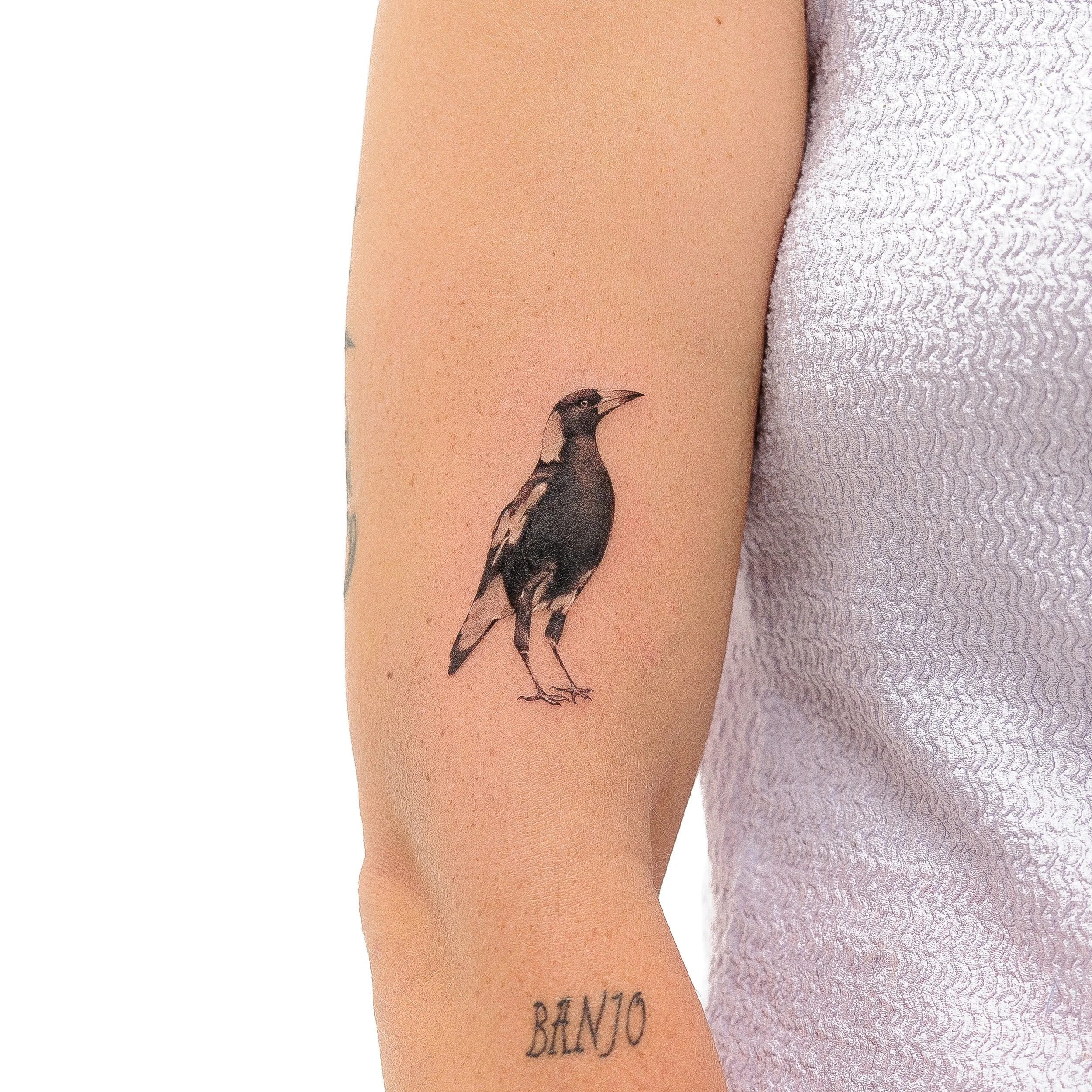 Sav. — A Q U A T I C A T A T T O O