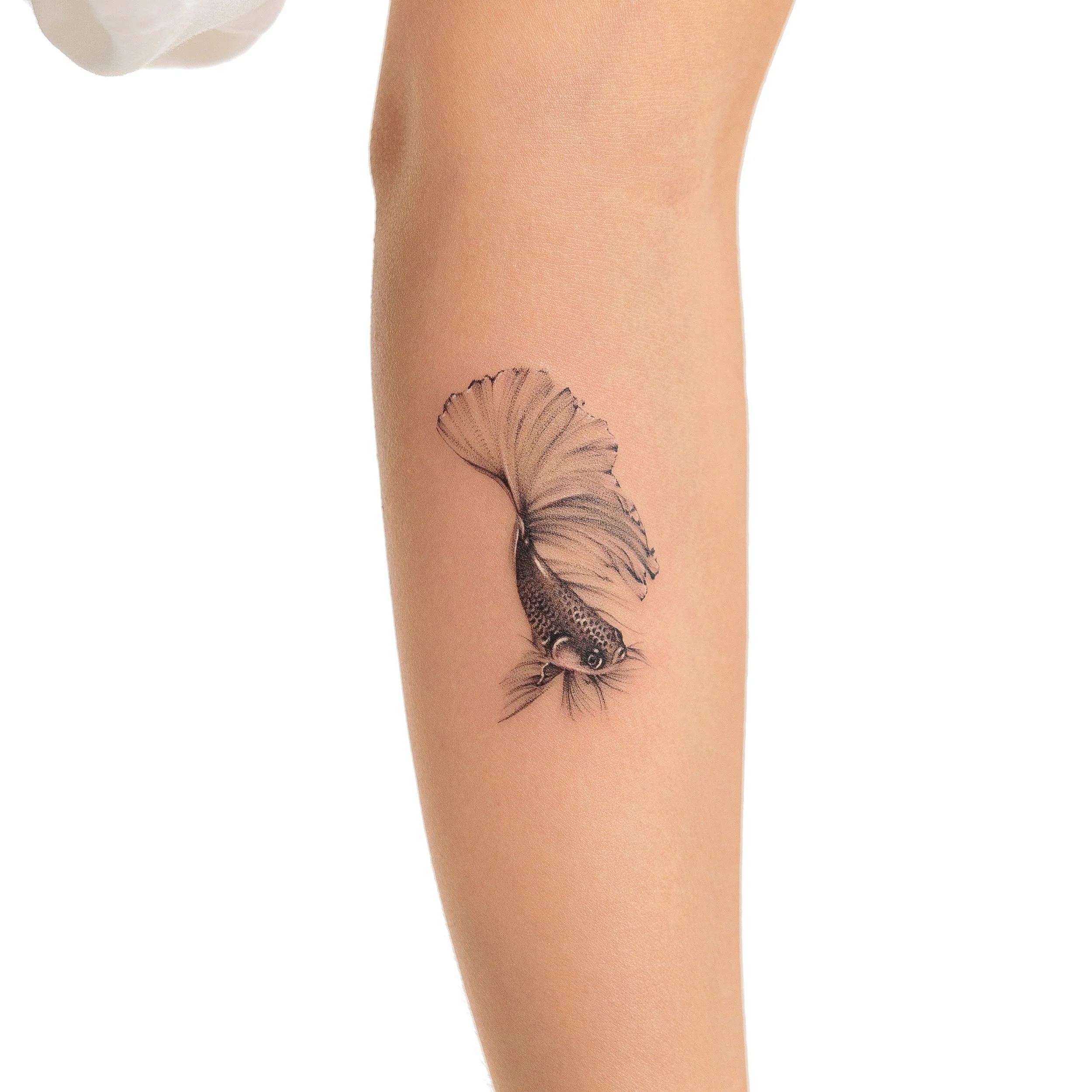 Sav. — A Q U A T I C A T A T T O O