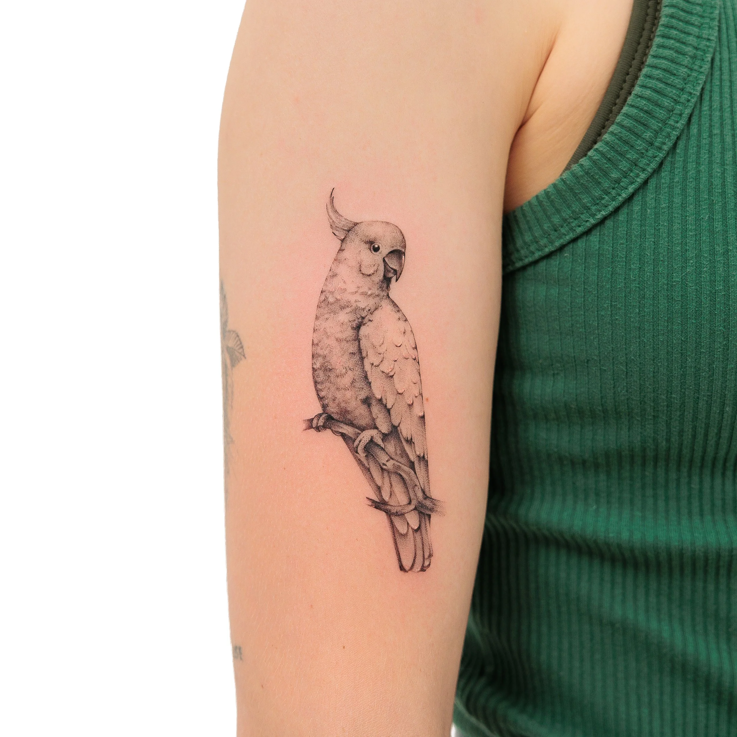 Sav. — A Q U A T I C A T A T T O O