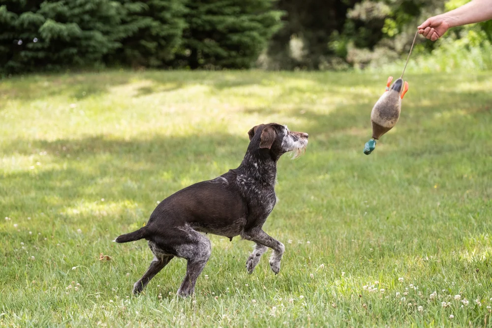 Services 4 — Pine Hill Kennels