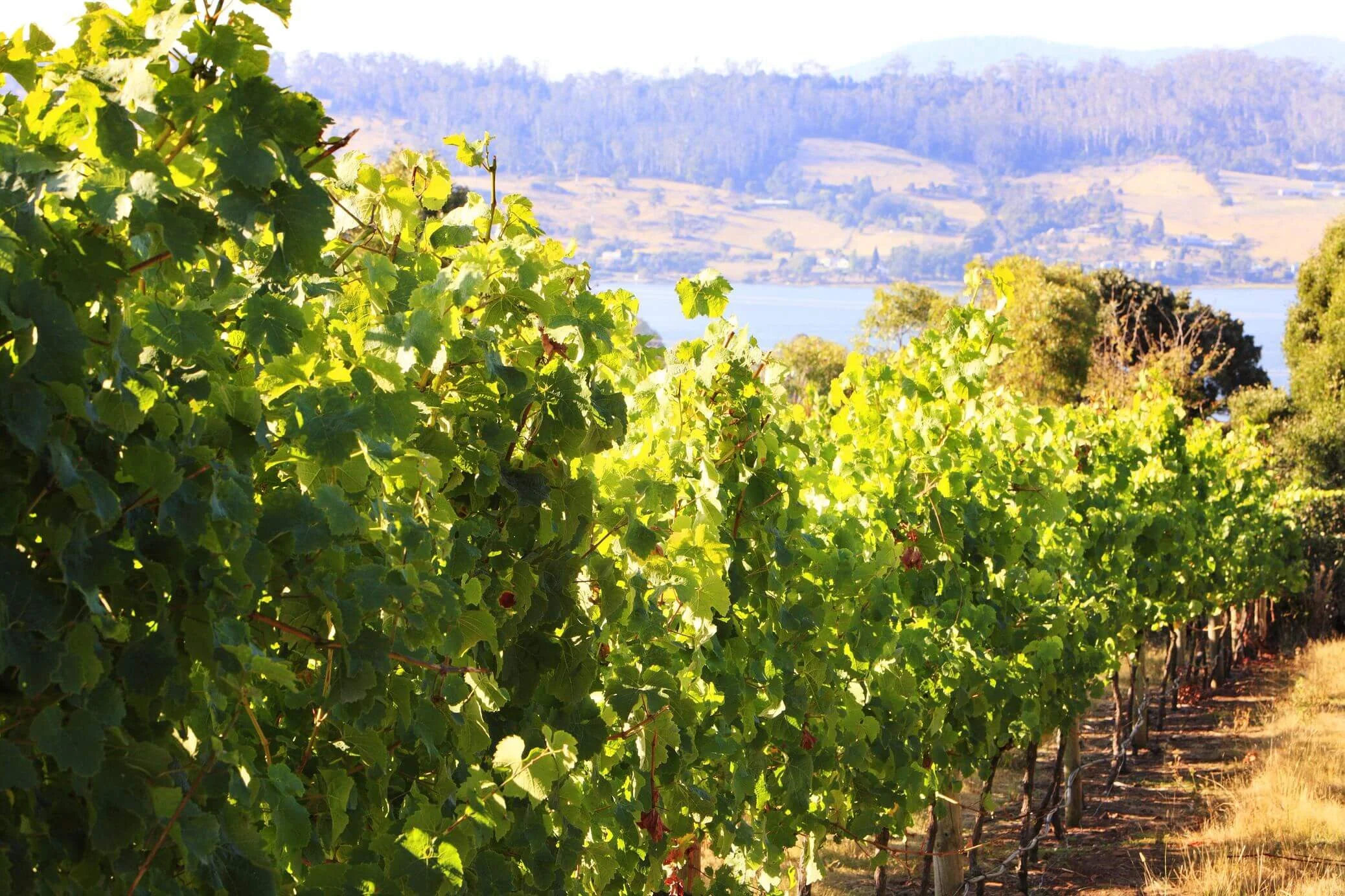 Contact the team | Tamar Valley Wine