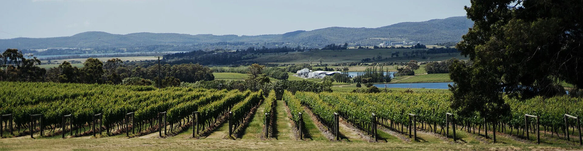 Small Wonder | Tamar Valley Wine