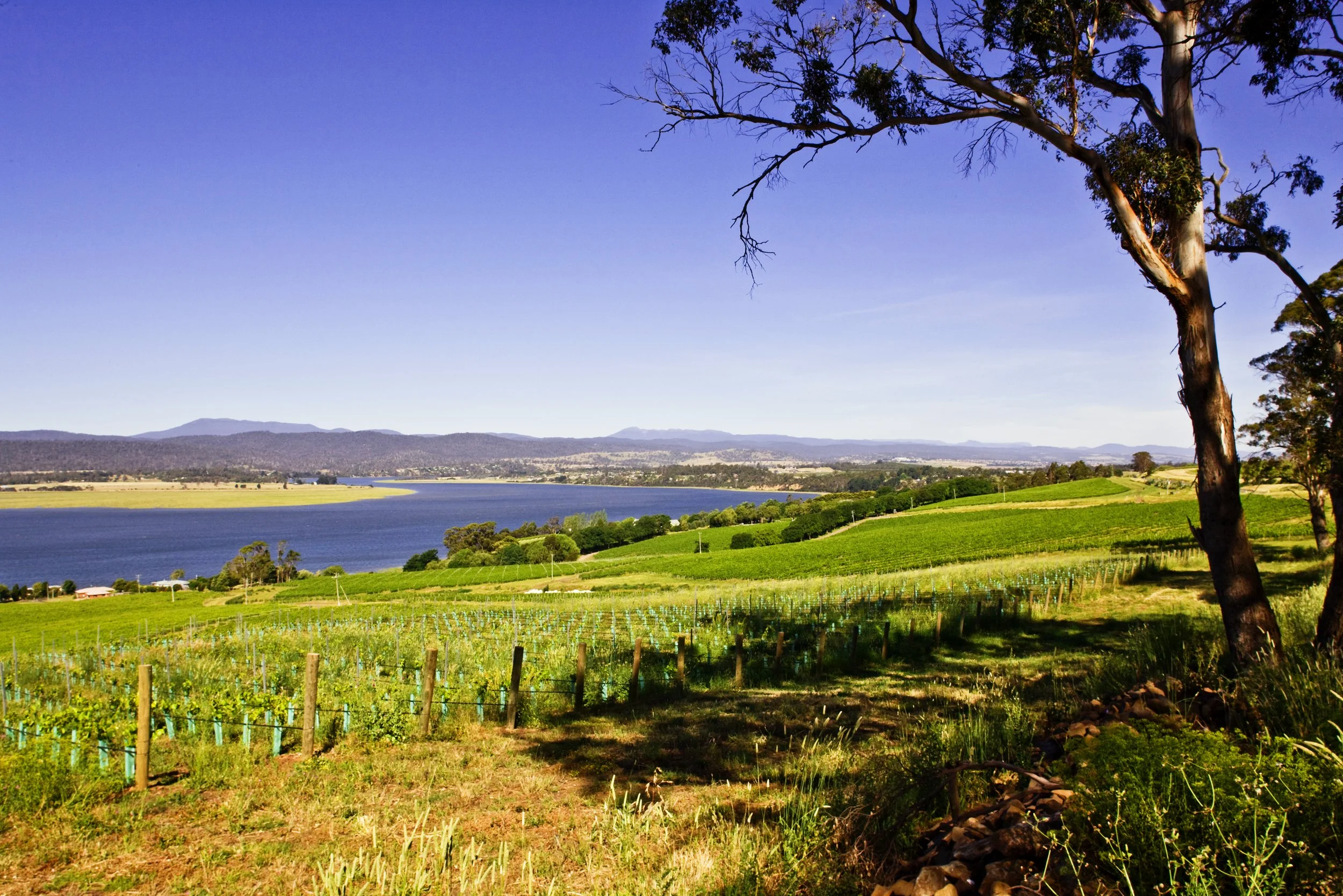Tour Operators | Tamar Valley Wine