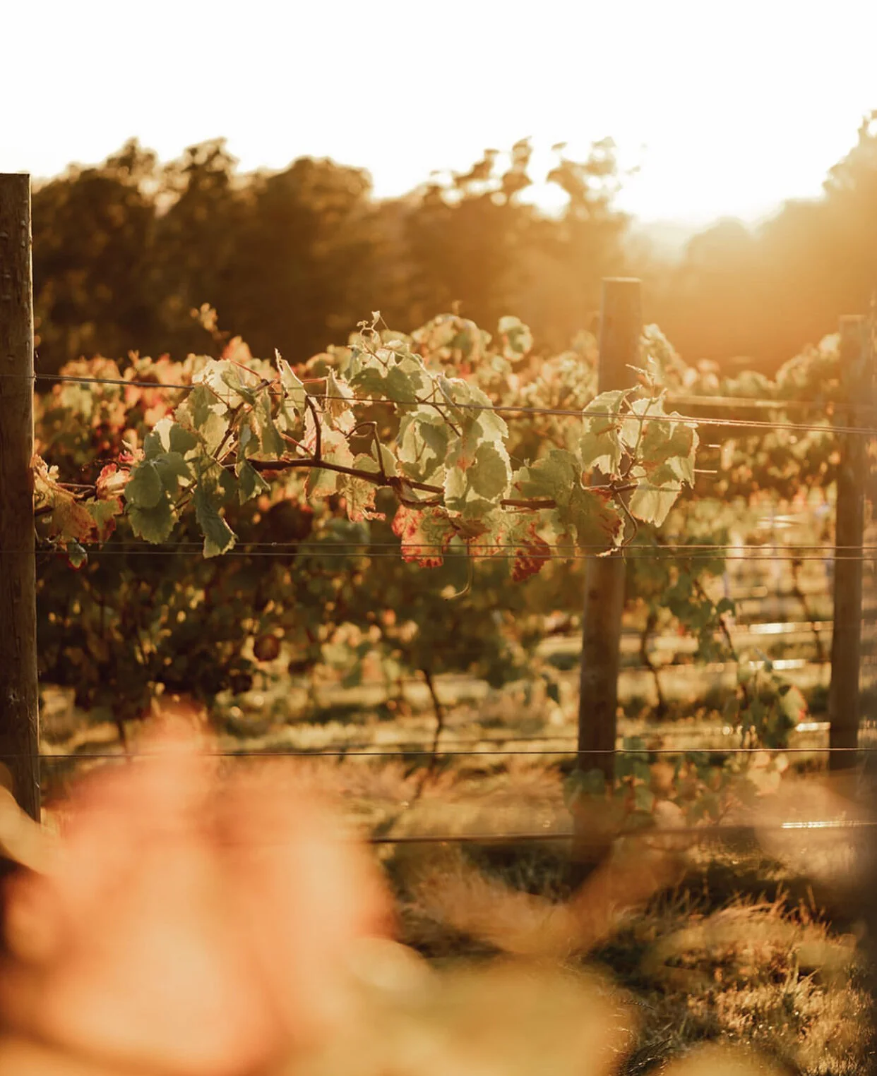 Tamar Valley Wine Route | Tamar Valley Wine