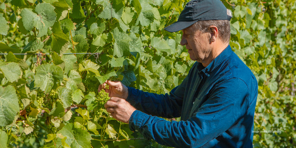 Tamar Valley Wine Route | Tamar Valley Wine