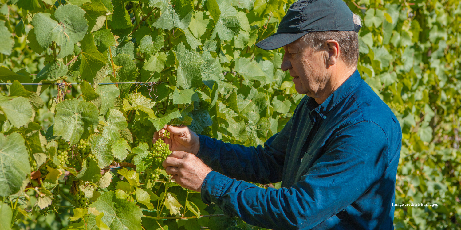Tamar Valley Wine Route | Tamar Valley Wine
