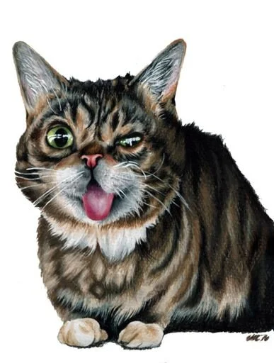 Lil Bub Background