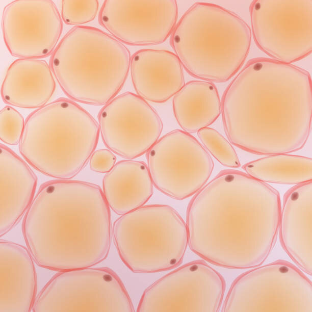 LSV Fundamental Health Screening — Ly Srey Vyna Medical Group