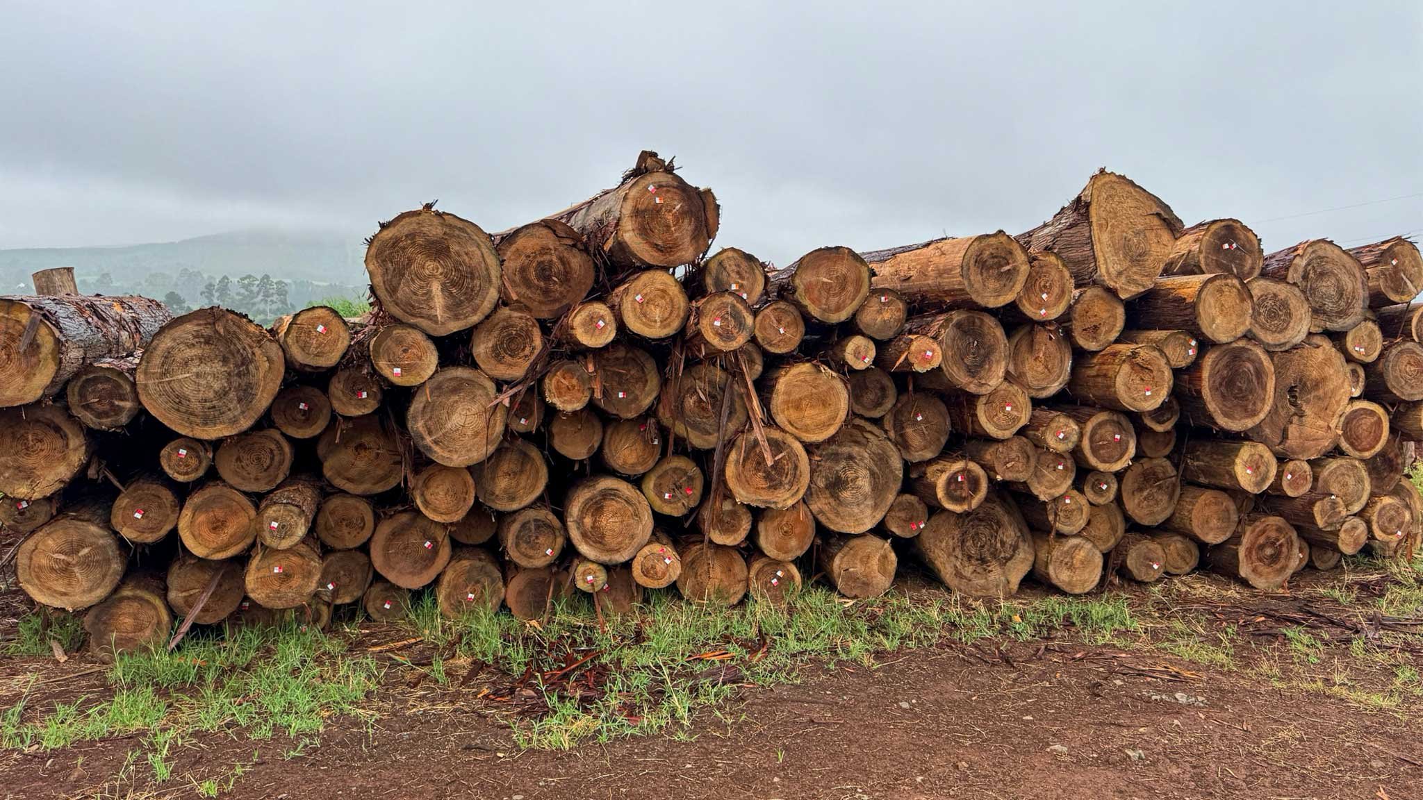 Japanese Cedar — Saplings Timber Trading