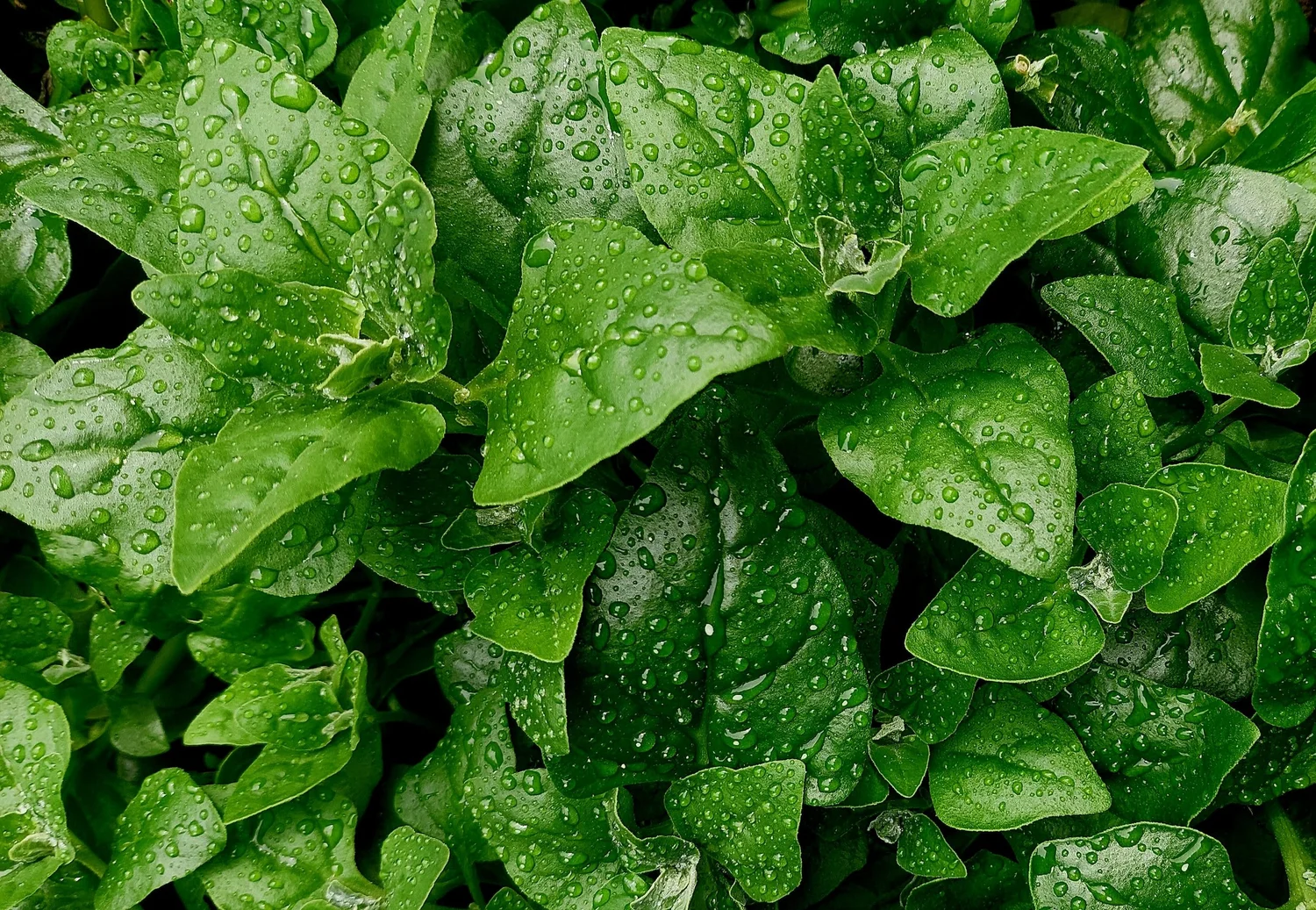 The Top 15 Vegetables to Grow in the Heat — The Seed Sage | Raised Bed ...