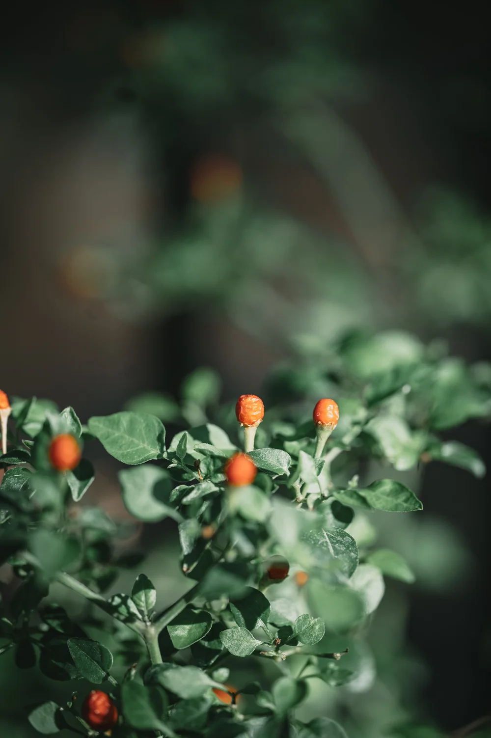 September Gardening in Central Texas: A Season of Renewal — The Seed ...