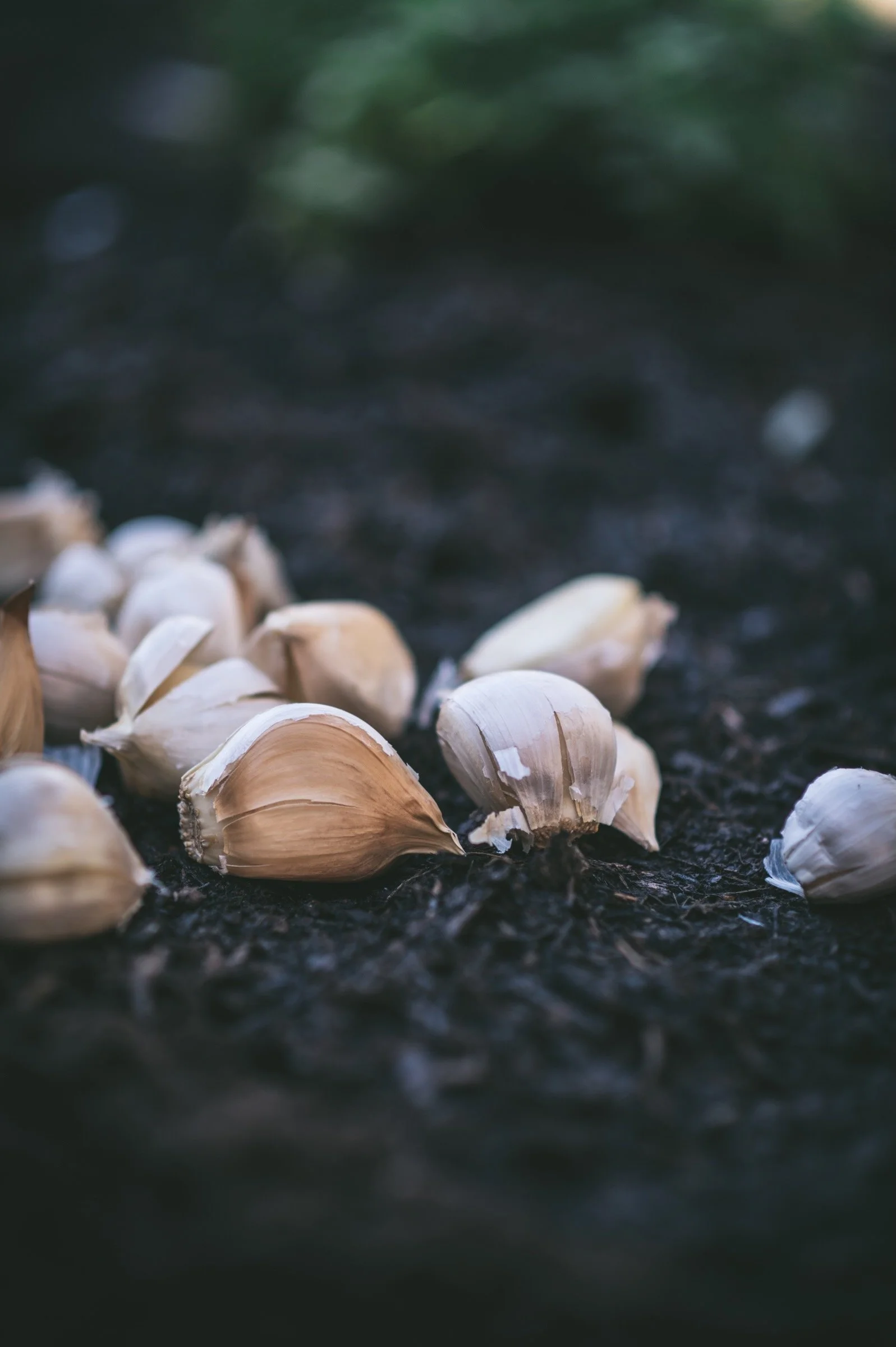 Top 3 Reasons to Grow Your Own Garlic and Shallots in Central Texas ...
