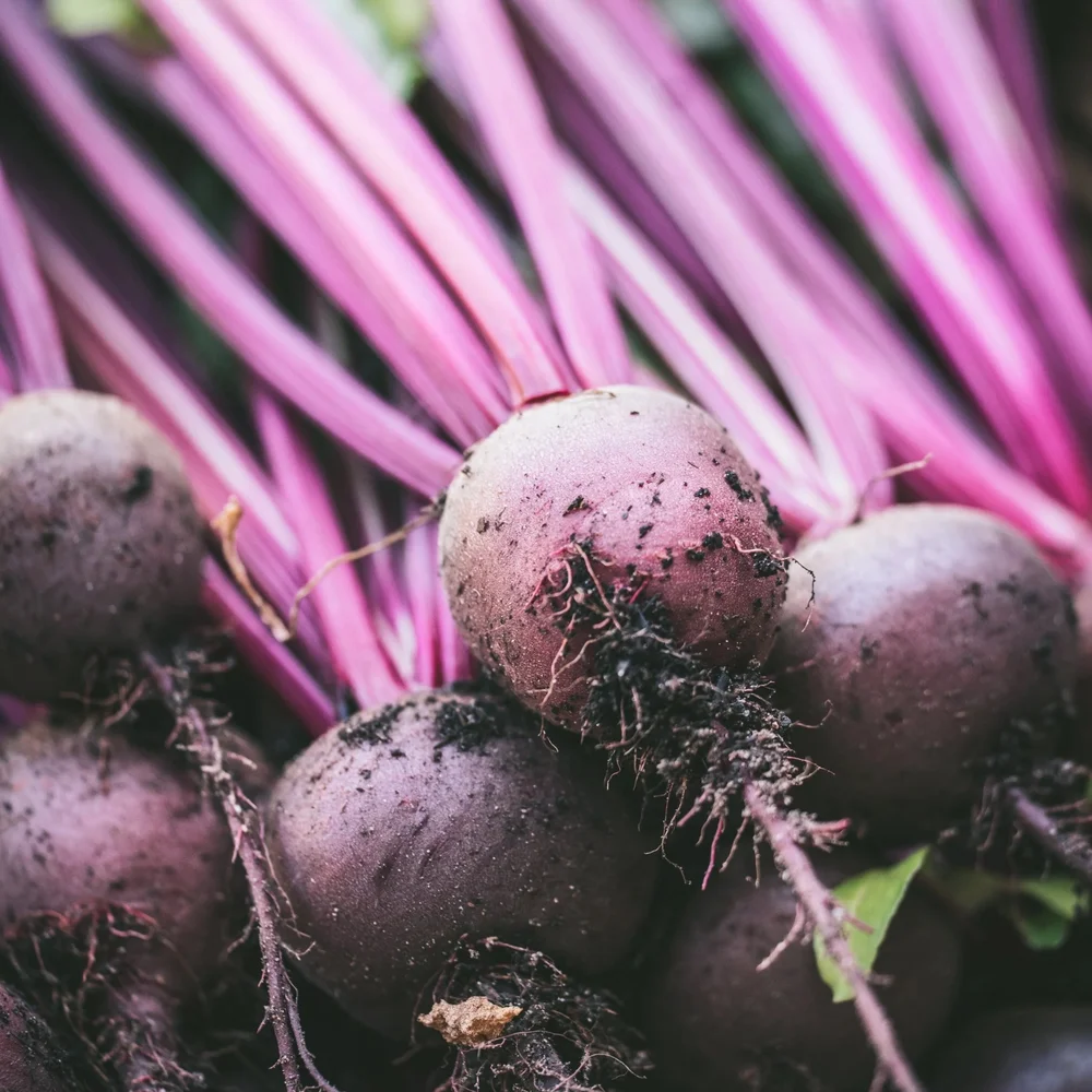 10 Fast-Growing Vegetables to Plant in Central Texas Now (and Harvest ...