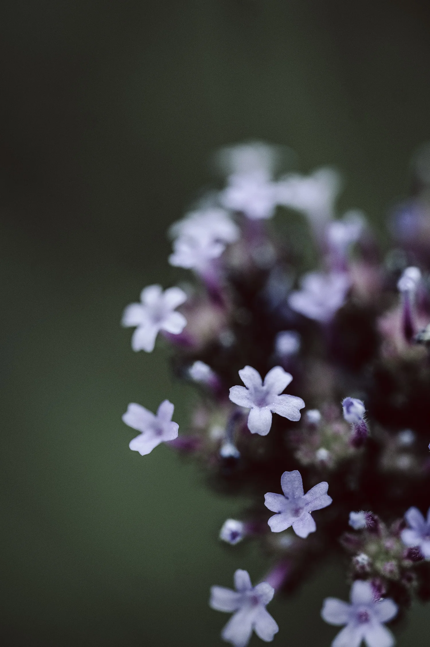 September Gardening in Central Texas: A Season of Renewal — The Seed ...